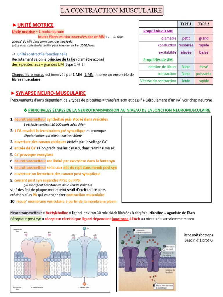 Contraction Musculaire | PDF