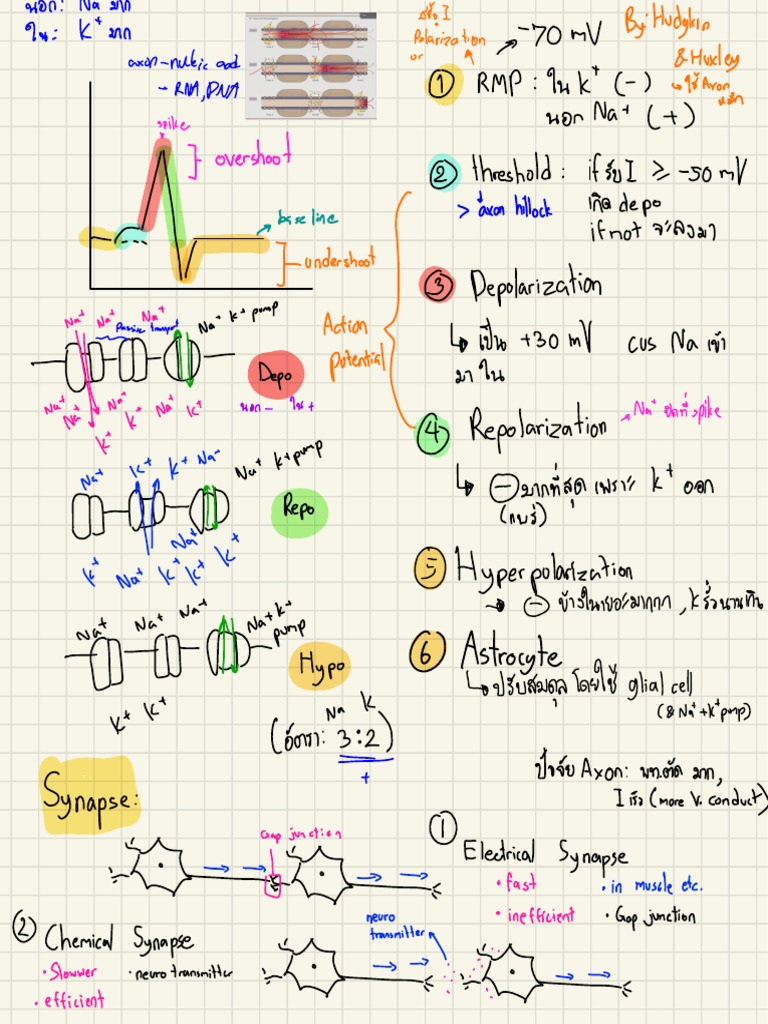 RMP graph สรุป | PDF | Action Potential | Synapse