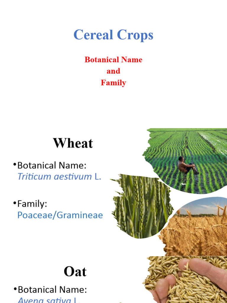 Cereal Crops - Botanical Name and Family | PDF
