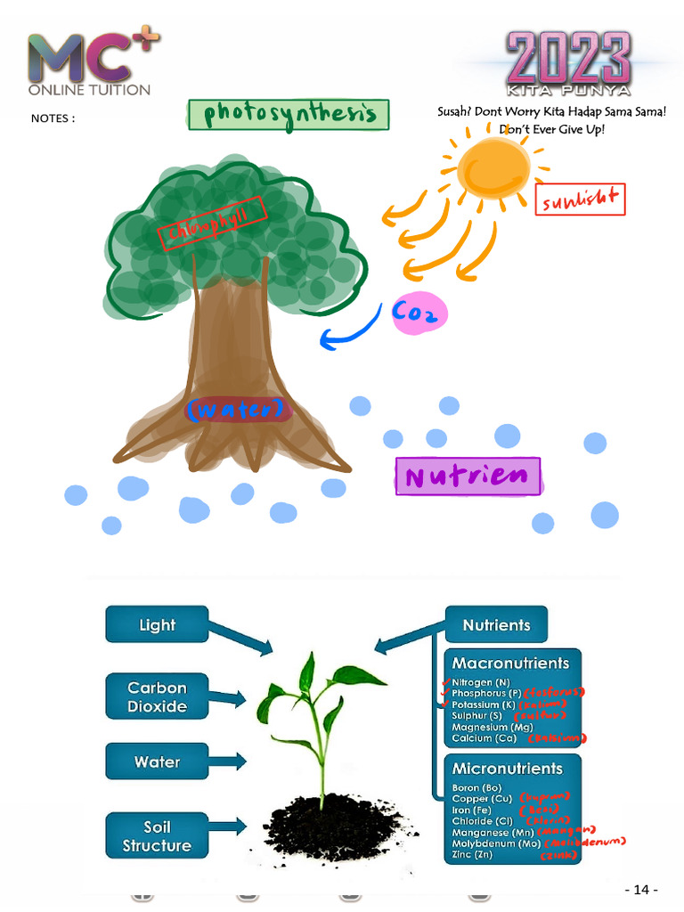 F5 Science Chapter 2 | PDF | Nutrients | Plant Nutrition