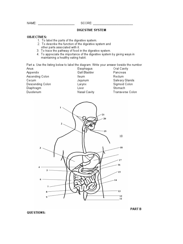 Respiratory and Digestive | Human Digestive System | Digestion