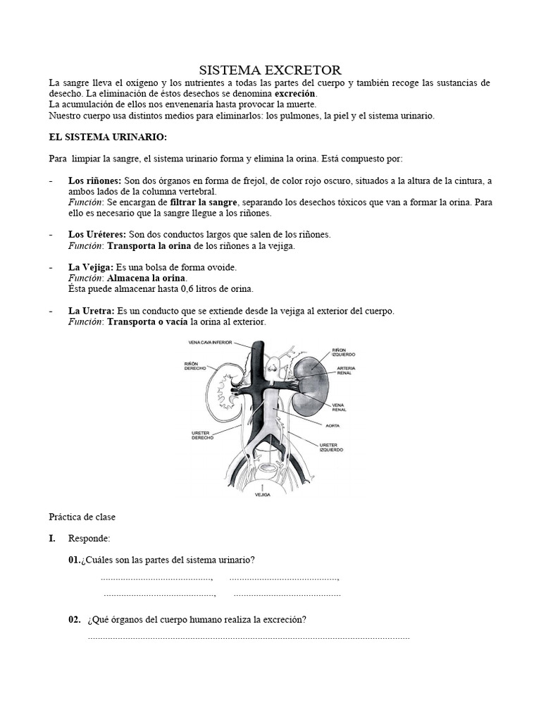 Sistema Urinario | PDF | Sistema urinario | Orina