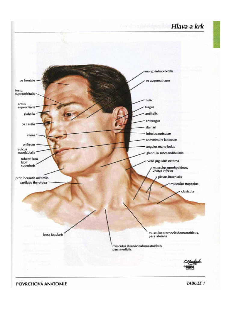 Netterov Anatomický Atlas PDF | PDF