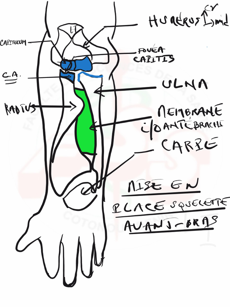 Anatomie - 2 | PDF