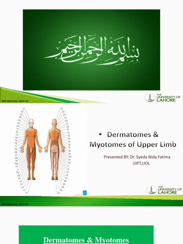 Lecture 12 (Dermatomes & Myotomes of Upper Limb) | PDF