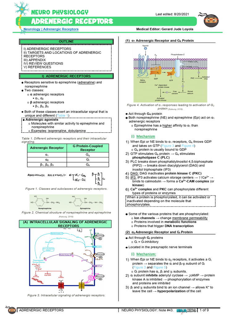 108 - Neurology Physiology) Adrenergic Receptors | PDF | Angiotensin | Vasodilation