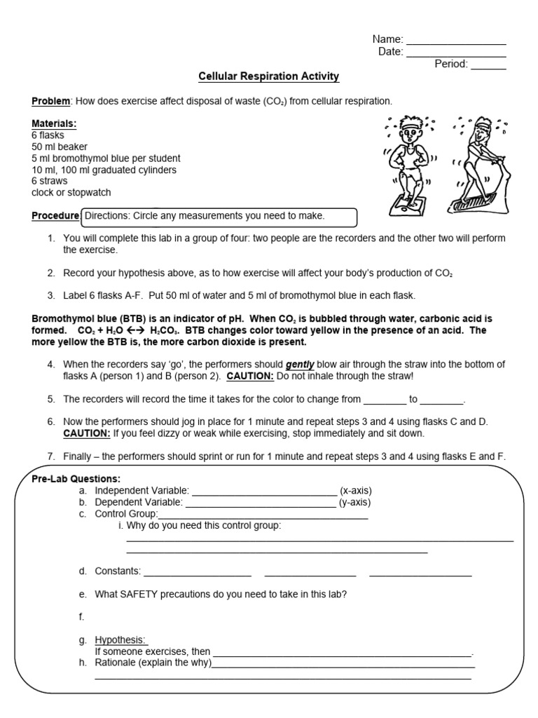 Cellular Respiration and Exercise Lab | PDF | Carbon Dioxide | Breathing