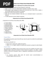 Tipos de Líneas de Terminación Dental | PDF | Dentadura postiza | Diente
