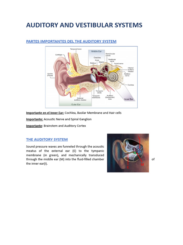 Auditory and Vestibular Systems | PDF