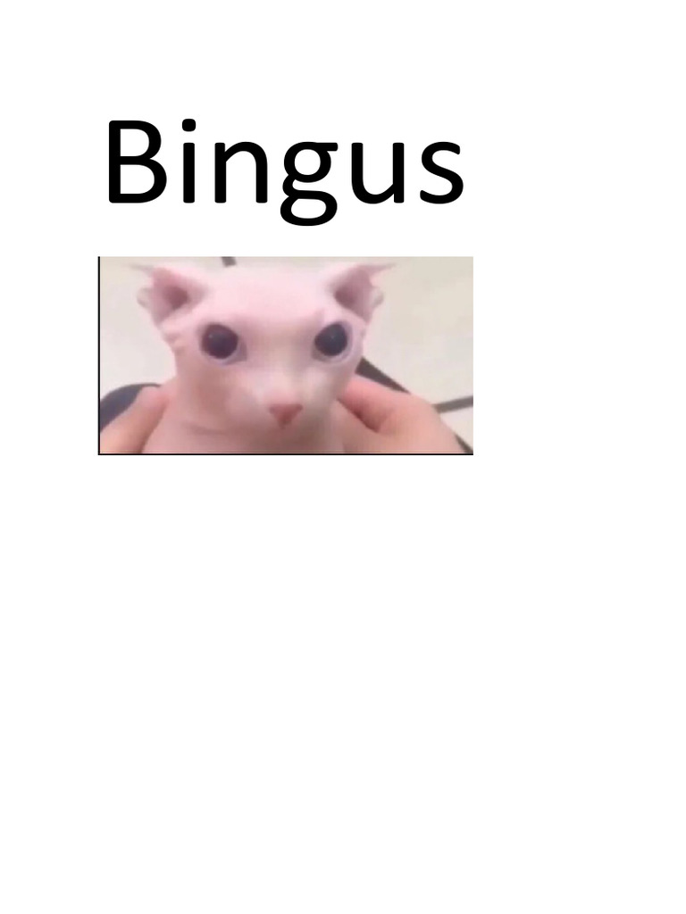 Bingus | PDF