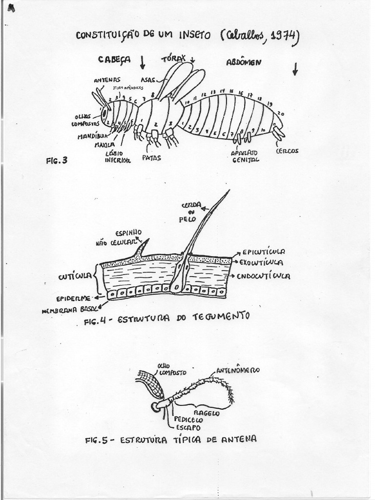 Morfologia de Insetos - Imagens | PDF