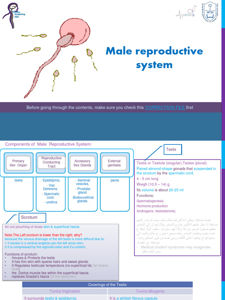 1 - Male Reproductive System | PDF | Prostate | Testicle