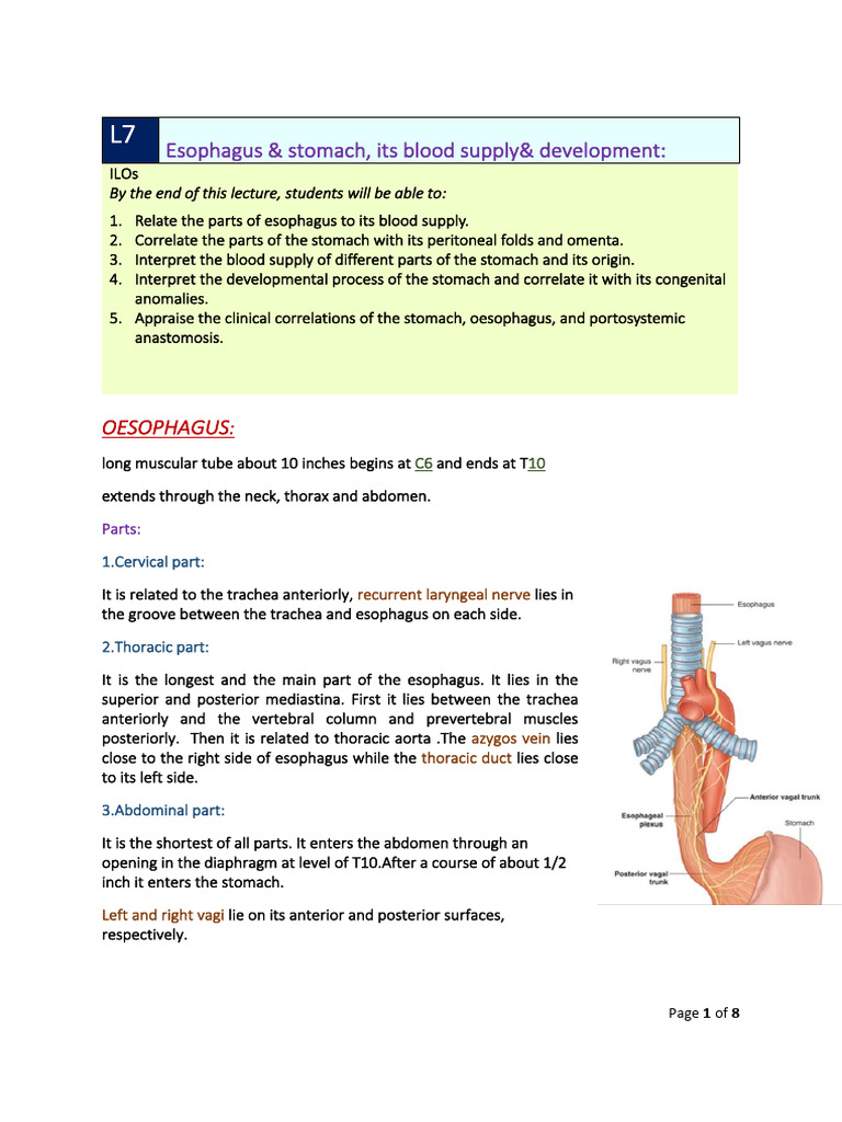 Esophagus & Stomach, Its Blood Supply& Development:: Oesophagus | PDF ...