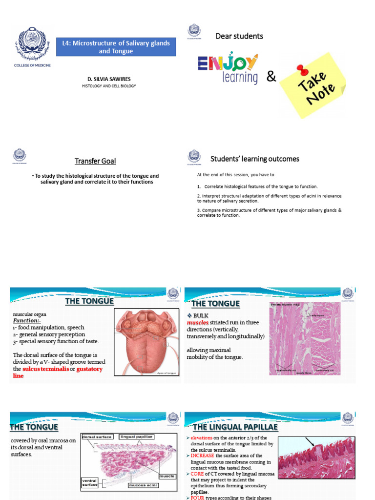 Dear Students: L4: Microstructure of Salivary Glands and Tongue | PDF ...