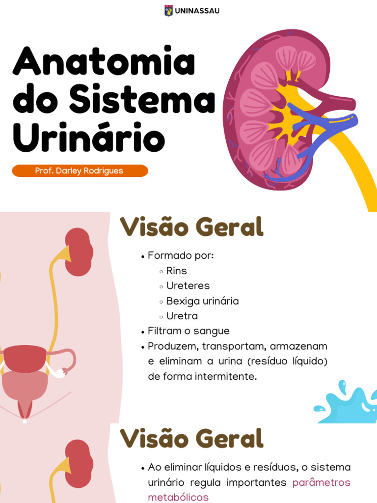 Aula 8 - Anatomia Do Sistema Urinário | PDF | Bem-estar