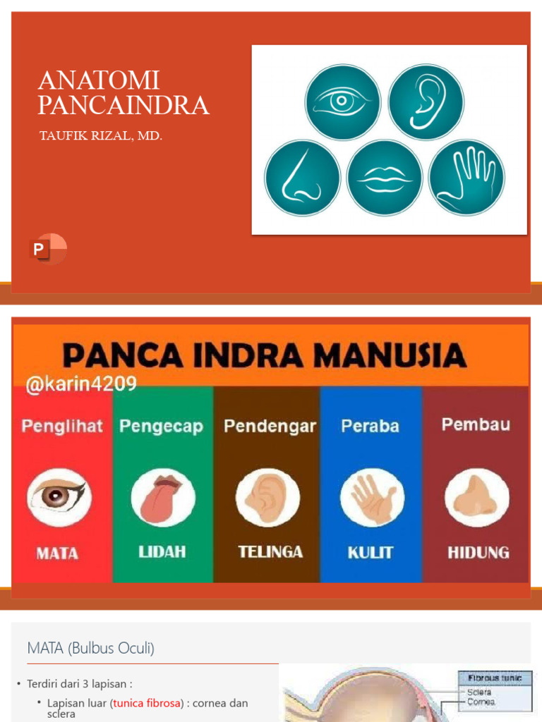 ANATOMI Panca Indra | PDF