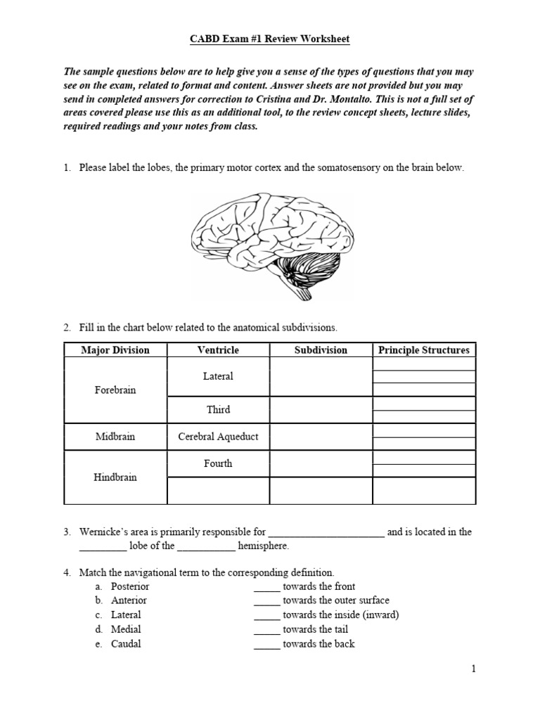 CABD Exam 1 Review Worksheet - Updated | PDF | Brain | Cerebral Cortex