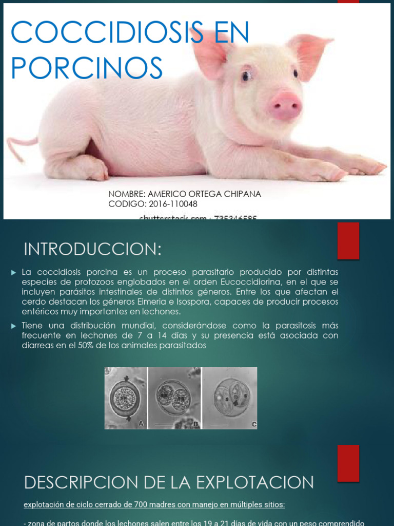 Coccidiosis en cerdos: diagnóstico y tratamiento | PDF