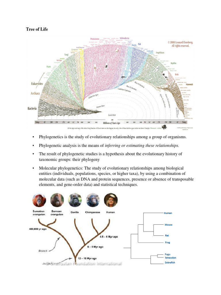 4rth Phylogeny by MAtti Ullah KHanNiazi | PDF | Phylogenetic Tree ...