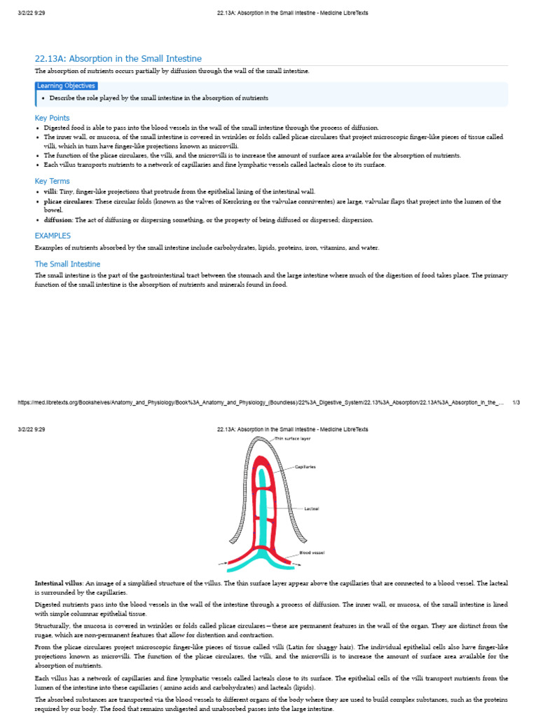 Nutrient Absorption in the Small Intestine | PDF | Small Intestine ...