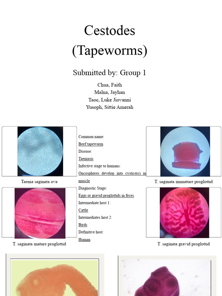 Cestodes Tapeworms 3 | PDF | Medical Specialties | Parasitology