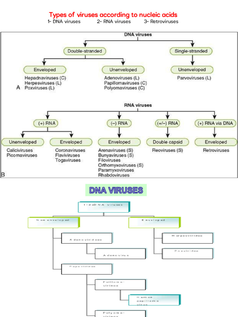Lecture 7 Virology | PDF