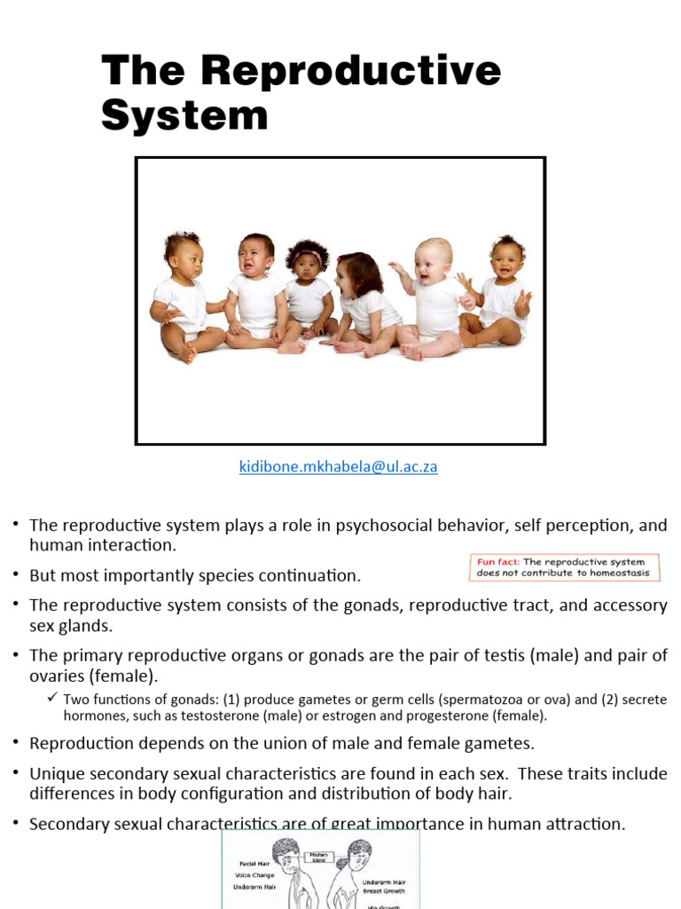 The Reproductive System | PDF