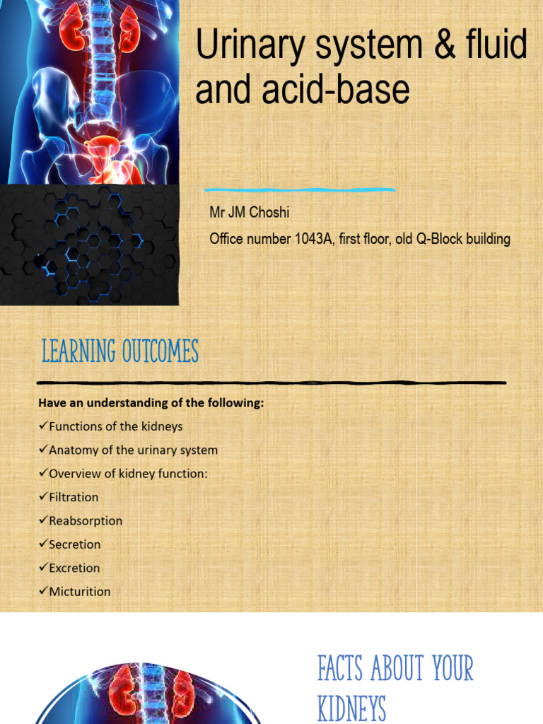 Lecture Slides - Urinary System | PDF