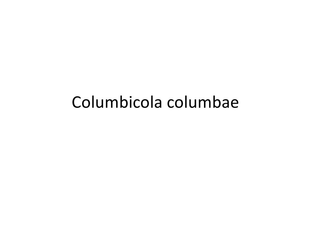 Columbicola Columbae | PDF | Ciencia y matemáticas