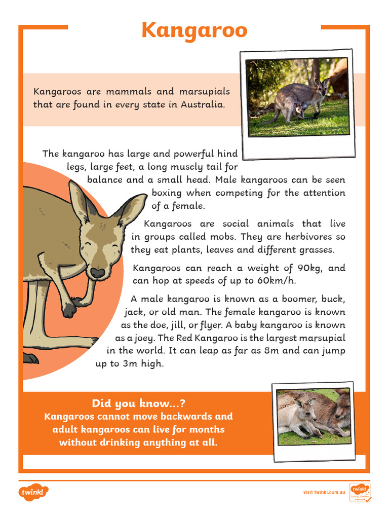 Au T 10000917 Kangaroo Fact Sheet English - Ver - 2 | PDF