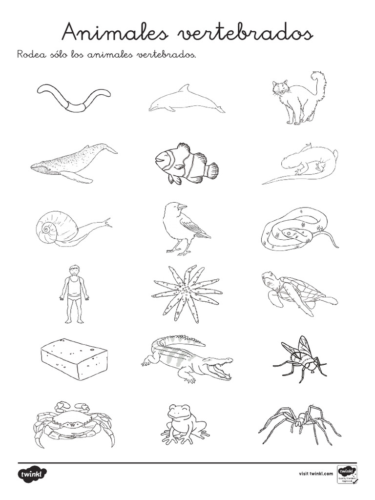 Actividades con Animales Vertebrados | PDF | Ciencia y matemáticas