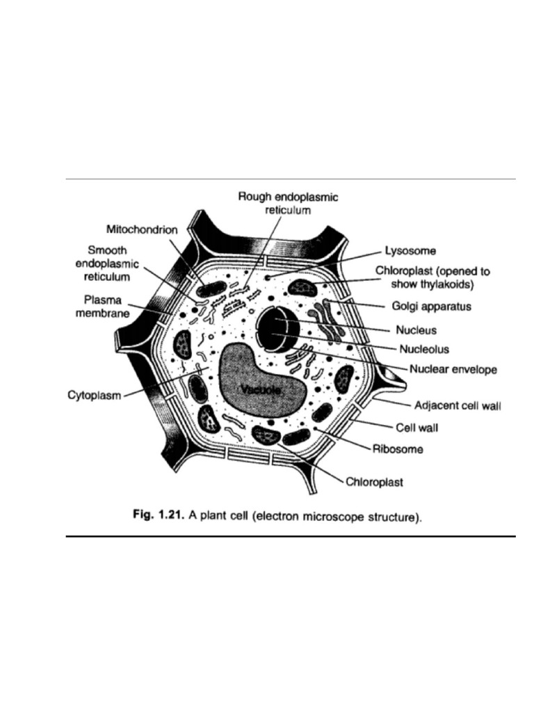 Plant Cell | PDF