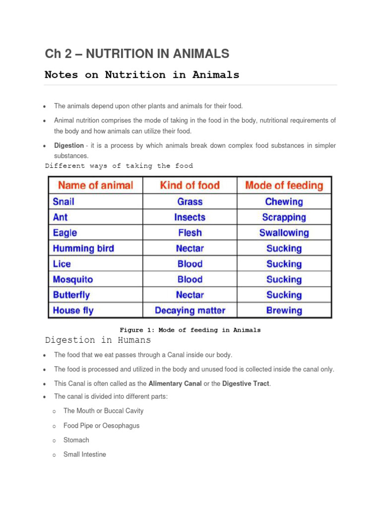 Nutrition in Animals: Modes of Feeding | PDF | Wellness
