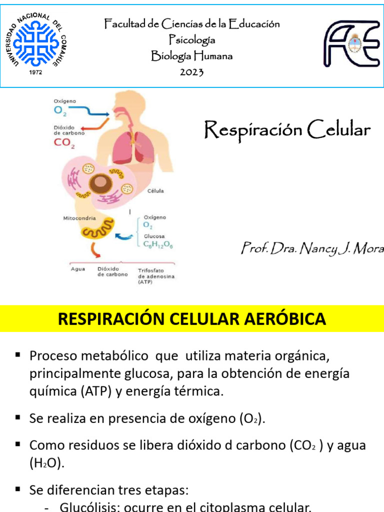 Respiración Celular | PDF