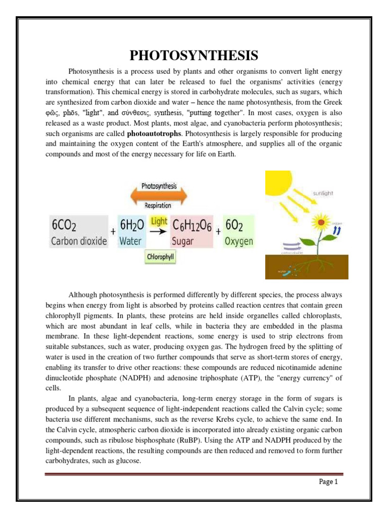 Photosynthesis | PDF