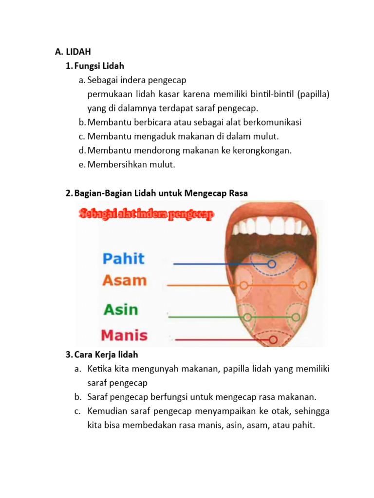 Fungsi dan Struktur Lidah Manusia | PDF