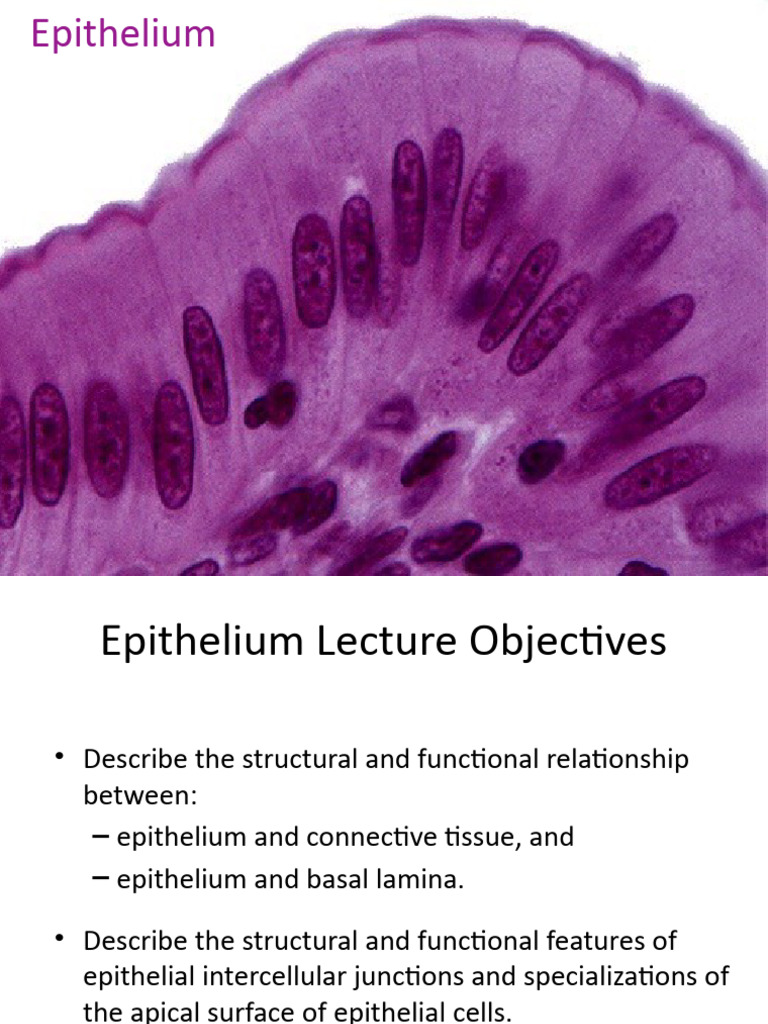 03 Epithelium 2022 | Download Free PDF | Epithelium | Anatomy