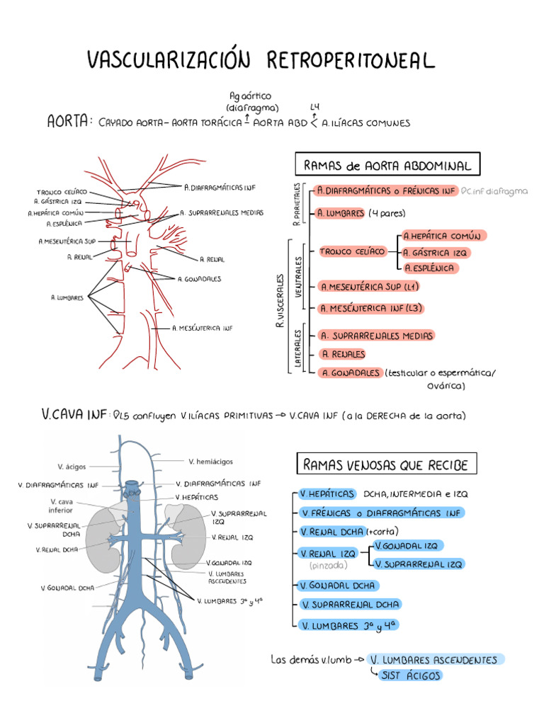 Anatomía de la Vascularización Retroperitoneal | PDF