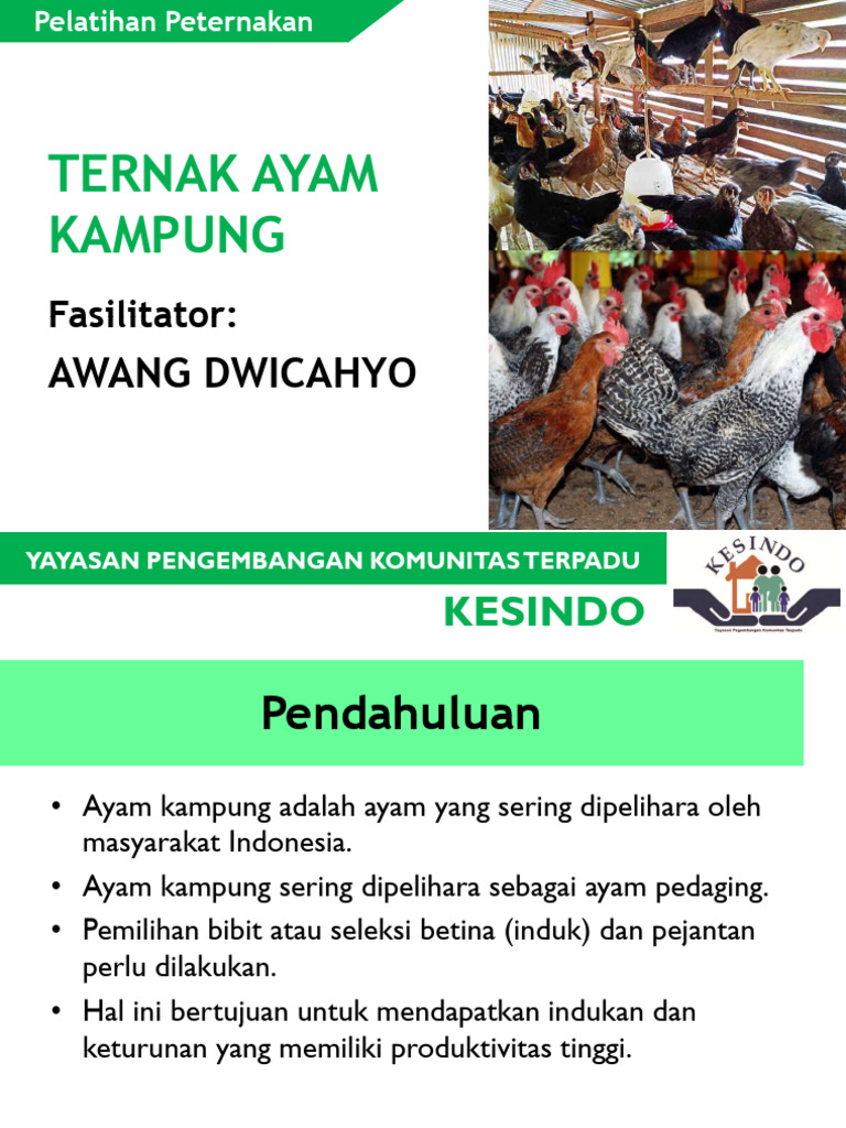 Ternak Ayam Kampung | PDF