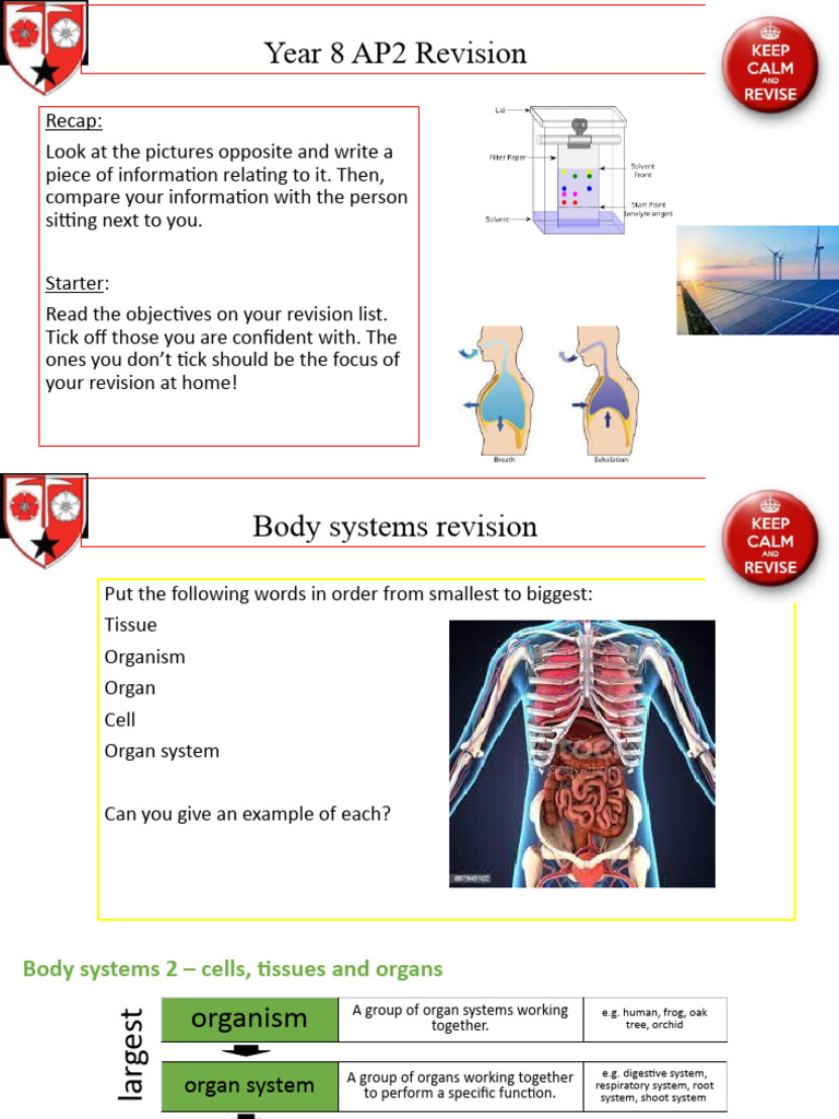 Year 8 Body Systems & Variation Revision | PDF | Cellular Respiration ...