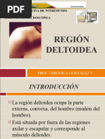 Anatomía de la Región Deltoidea | PDF | Hombro | Articulaciones