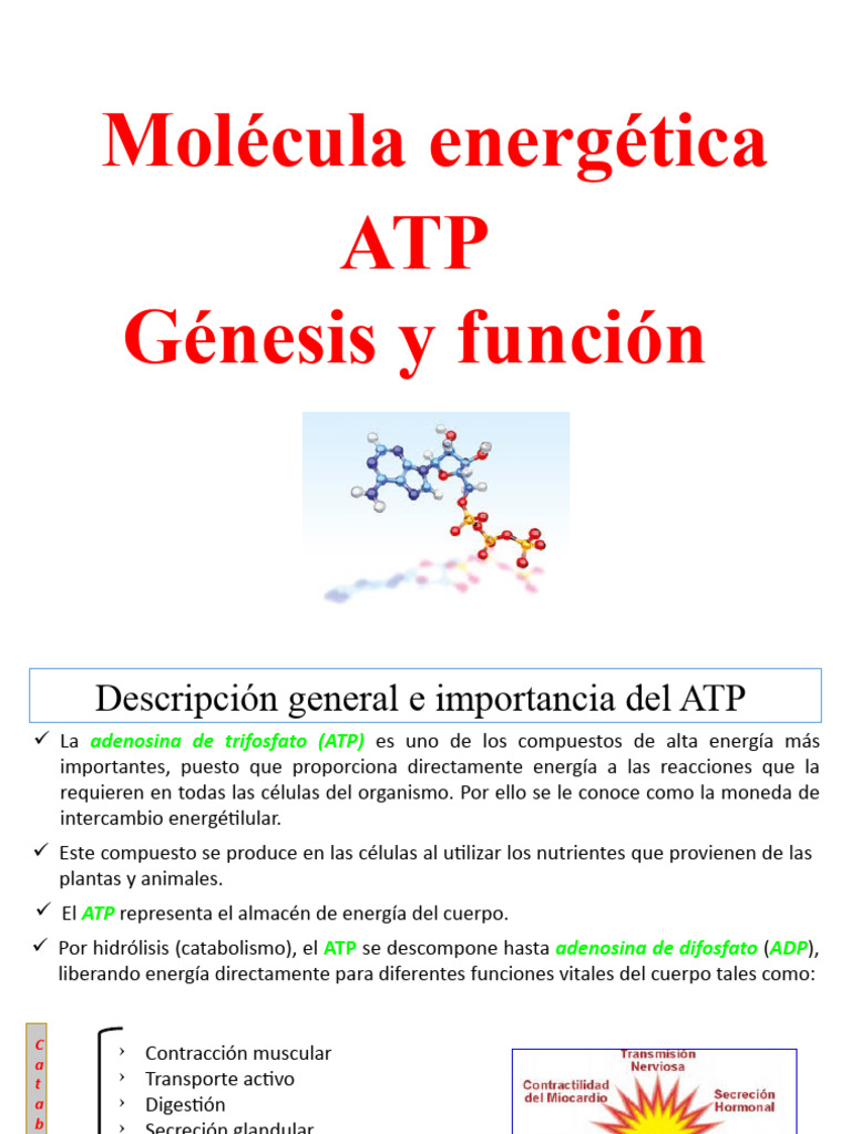 Importancia del ATP en el metabolismo | PDF | Trifosfato de adenosina ...