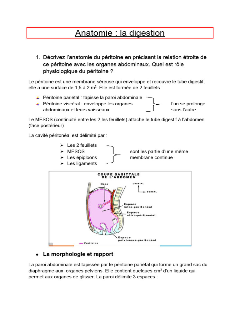Anatomie et physiologie du péritoine et du tube digestif | PDF | Études ...