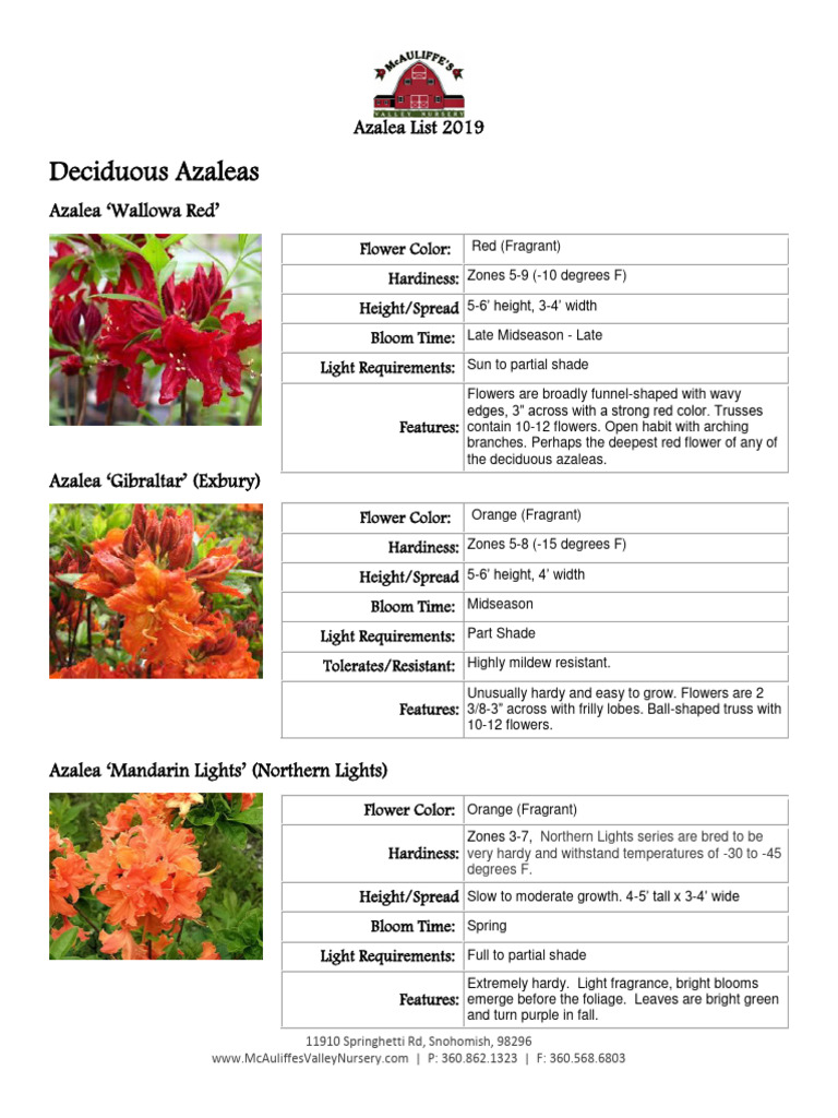 Azalea Catalogue 2019 ByTypeByColor | PDF | Flowers | Leaf
