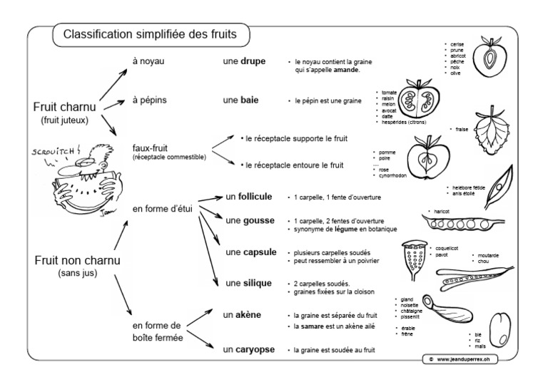 Classification FRUITS Duperrex | PDF