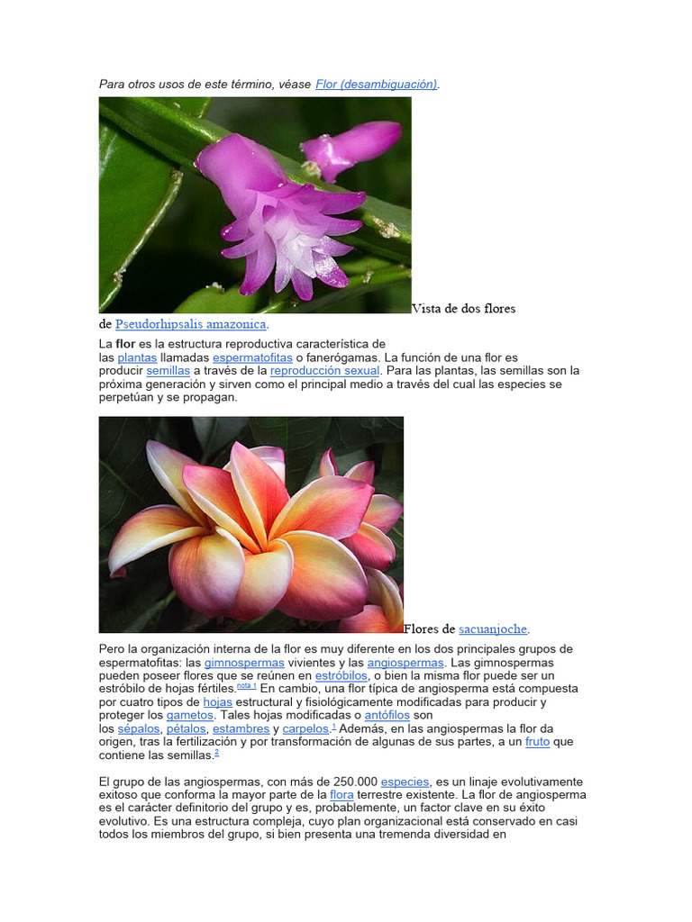 FLOR | PDF