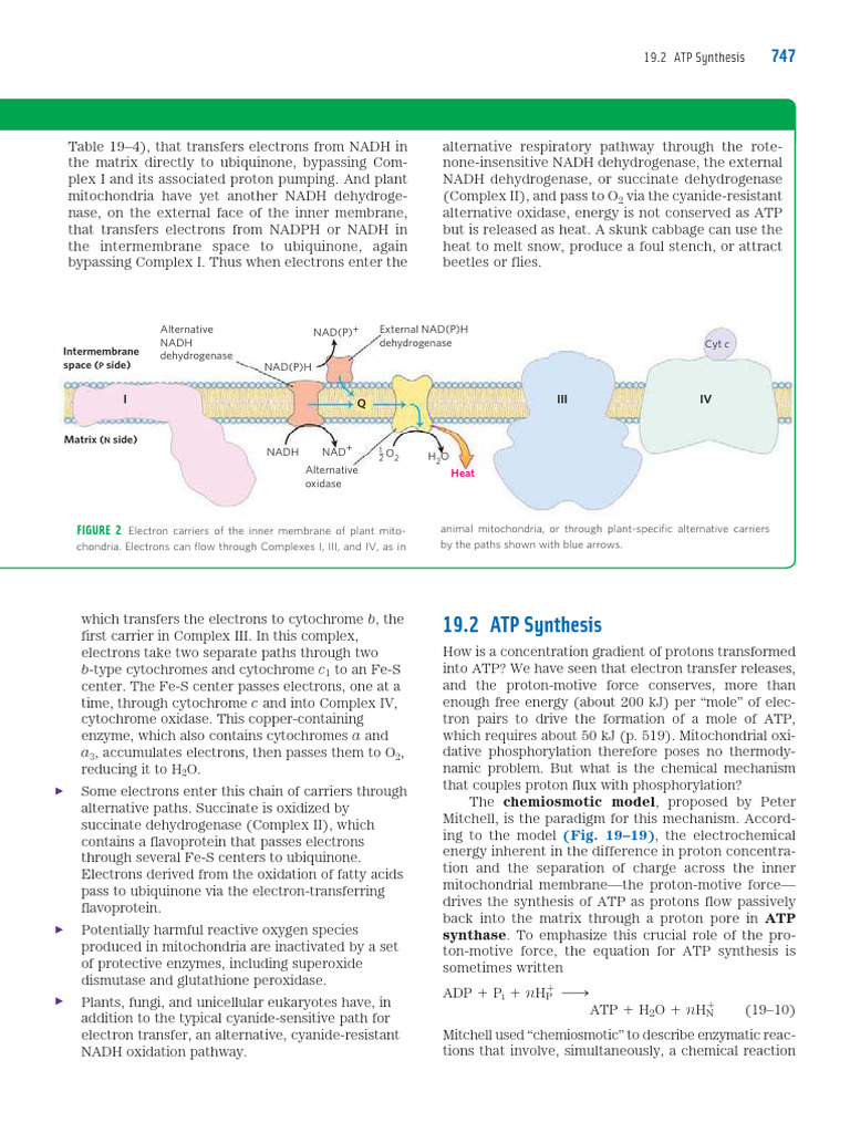 ATP Synthesis - Biophysics | PDF | Electron Transport Chain | Adenosine ...