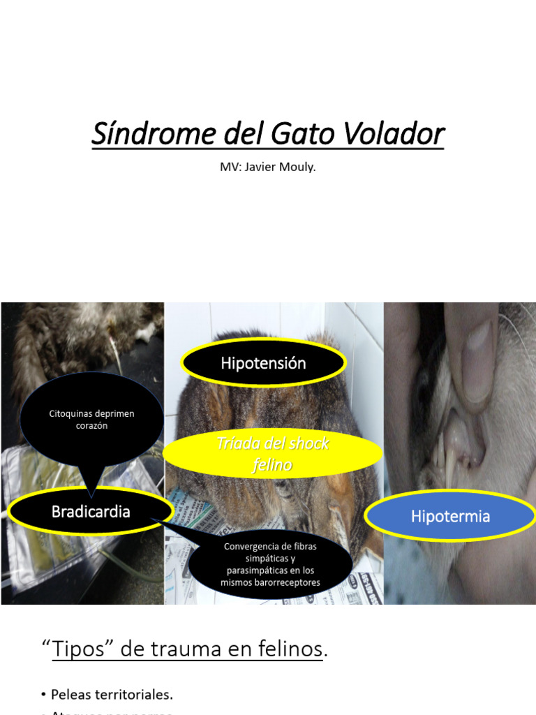 Síndrome del Gato Volador: Lesiones y Tratamiento | PDF | Sistema ...