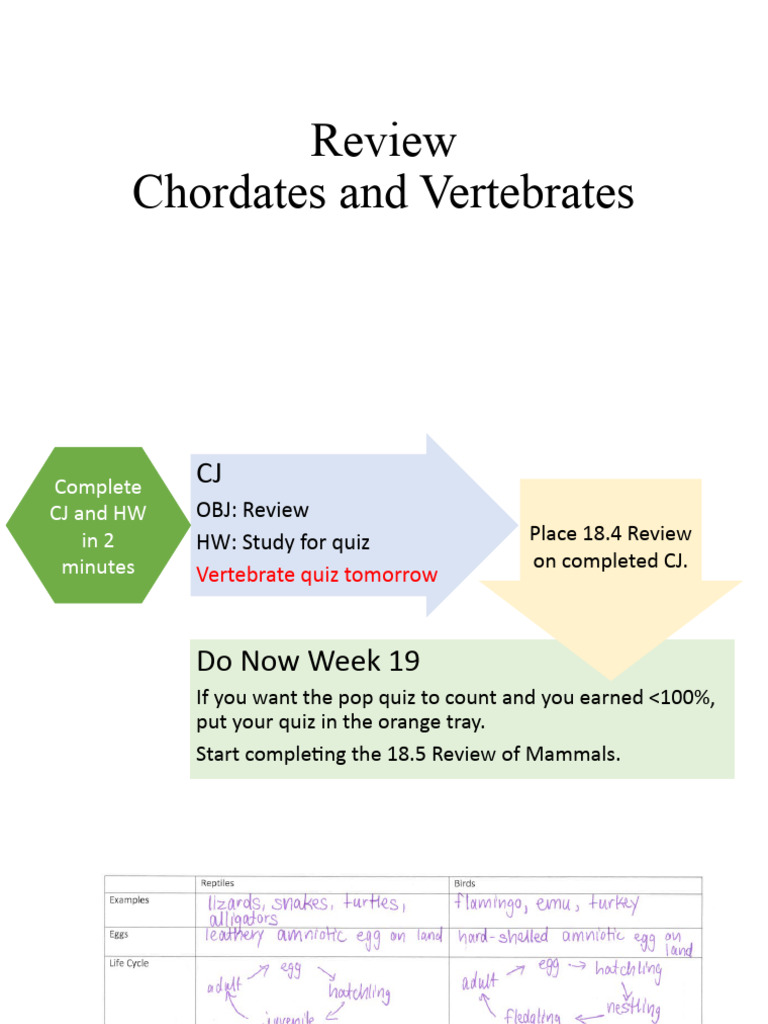 Review - Chordates and Vertebrates | PDF | Chordates | Paleozoic First ...