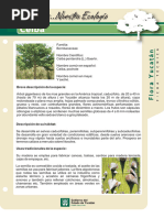 Arbol de Pochote 2.0 | PDF | Arboles | Entorno natural